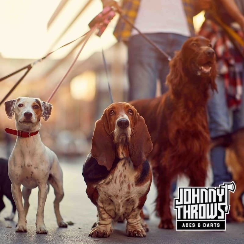 Things to do in Llandudno With Your Dog | Johnny Throws